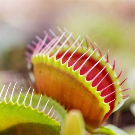 Venus Flytrap Care Guide The Contented Plant