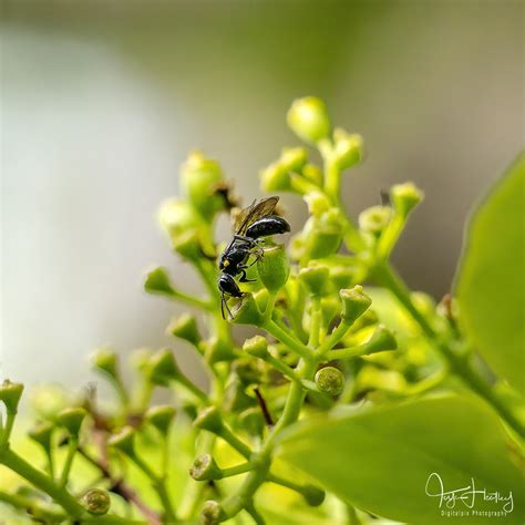 Nz Native Bees Photographing Their Beauty Digitalpix Nature Photography