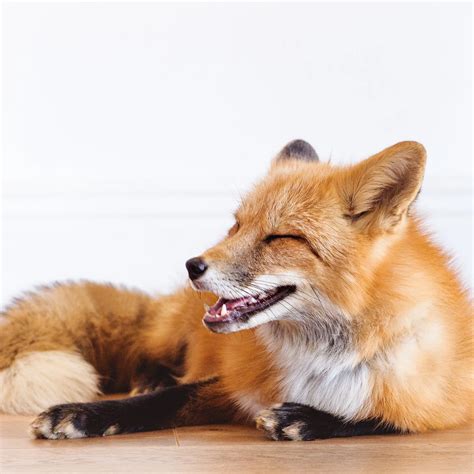 Domesticated Red Fox Fox Species Habitat Behavior And Facts