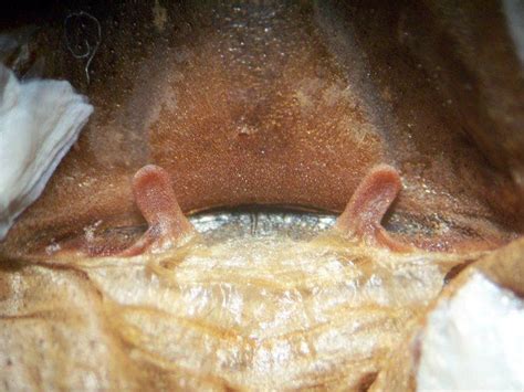 How To Sex Your Tarantula Tarantula Forum