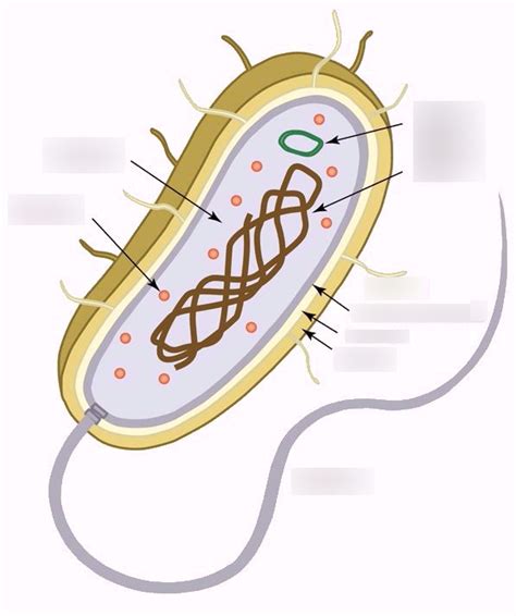 Prokaryotic Cell Diagram Diagram Quizlet