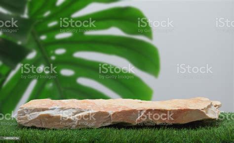 푸른 잔디 몬스 테라 열대 식물 흰색 공간 배경에 돌 연단 테이블 상단 프로모션 아름다움 화장품 및 건강한 천연 제품 배치