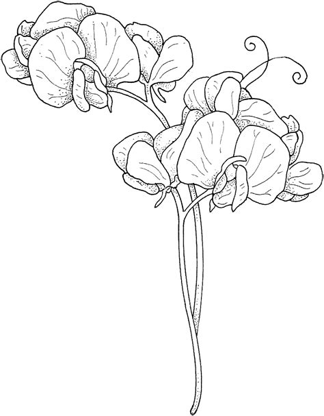 Sweet Pea Flower Drawing Sketch Coloring Page