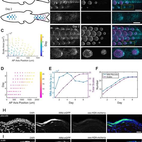 Nf κb Activity Regulates Scale Development A Diagram Of Eda Signaling Download Scientific