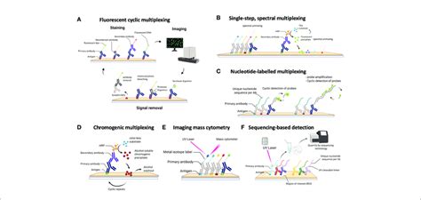 Schematic Overview Of The Currently Available Methods For Multiplexed Download Scientific