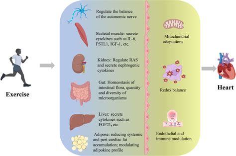 Frontiers The New Perspective Of Cardiac Exercise Rehabilitation