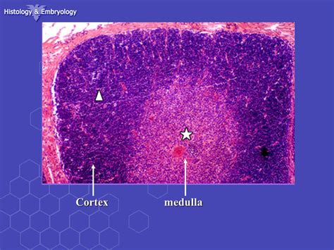 Chapter 8 Lymphoid Organs Ppt Video Online Download