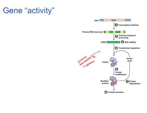 Gene Activity In Prokaryotes And Eukaryotes Gene Activity” Process I