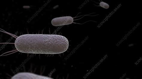 Flagellated Bacteria Swimming Animation Stock Video Clip K010 7118