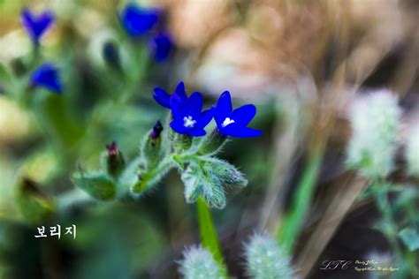 파란색 꽃의 종류와 이름 66종 네이버 블로그
