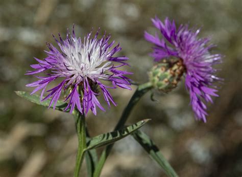 Centaurea Diluta