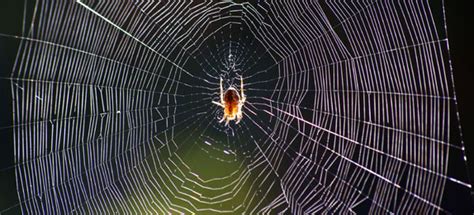 How Do Spiders Make Silk Live Science