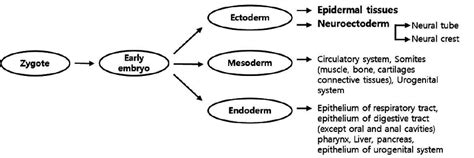 Derivatives Of Primary Germ Layers Download Scientific Diagram