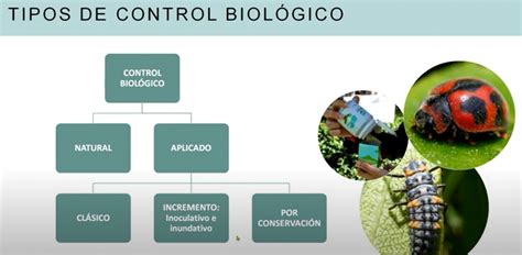 Control Biológico De Plagas En El Cultivo De Patatas Patata De