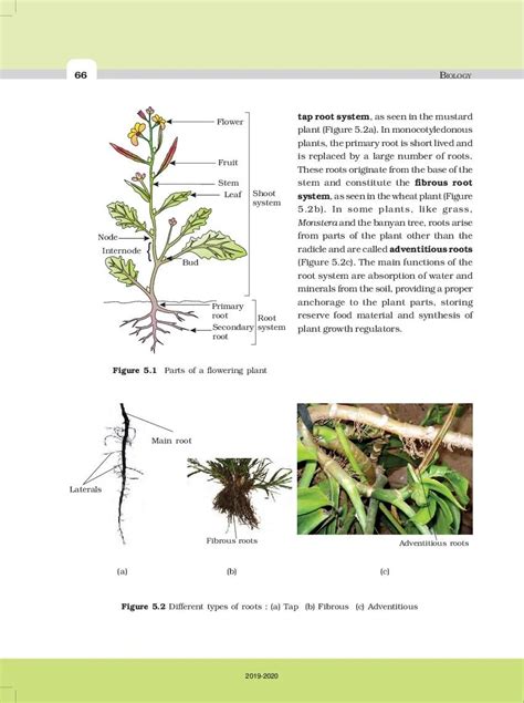 Rbse Book Class 11 Biology Chapter 5 Morphology Of Flowering Plants