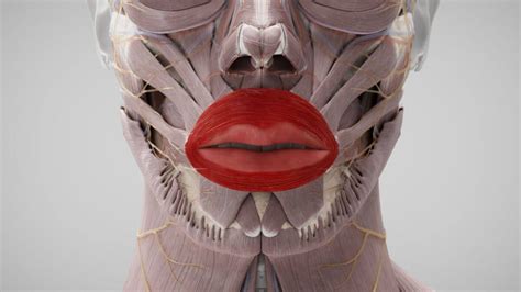 Orbicularis Oris Innervation Lower Facial Region Plastic Surgery Key