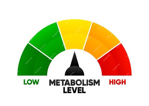 Premium Vector Metabolism Level Scale With Arrow And Measurement