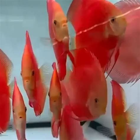 Disco Red Golden Diamond Rgd World Discus
