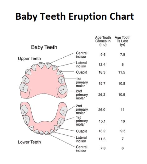 Eruption Chart Of Primary Teeth