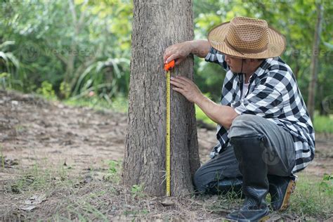 Asian Man Botanist Is Using Measuring Tape To Measure Trunk Of Tree In Forest To Analysis And