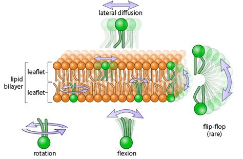 Lateral Membrane At Paul Hines Blog