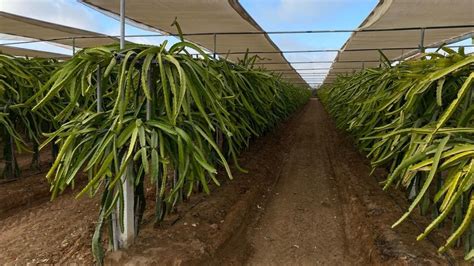 High Density Dragon Fruit Trellising System With Wire Rope Technology