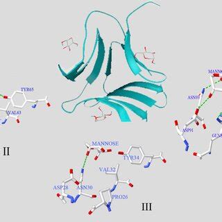 The Three Dimensional Structure Of PCL Beta Sheets Are Indicated By Download Scientific