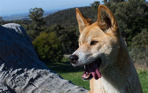 Dingoes Australia Breeding At Robert Bence Blog