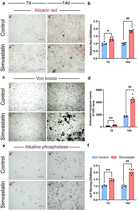 Observation On Osteogenic Differentiation Of Bmsc And Tdsc In Plane Download Scientific Diagram
