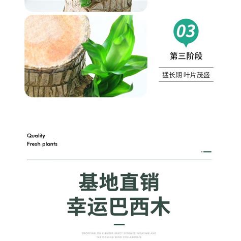 Plants That Are Truly Alive 活着的植物开花巴西木带芽盆栽室内幸运绿植水培植物小树人木水养格鲁特四季