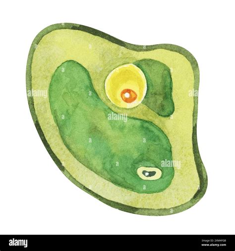 Chlorella Illustration Featuring A Single Green Algae Cell With