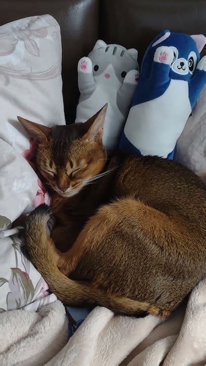 Лилёк спит 🤫 Youtube