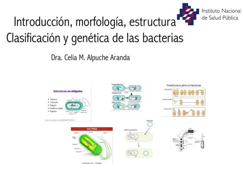 Introducción Morfología Estructura Clasificación Y Genética De Las