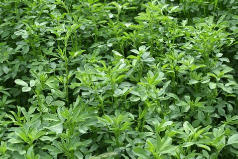 Young Alfalfa Plant