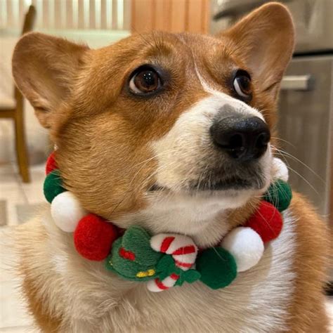 Cute Cake Dog Snuffle Toy Dog Seek And Hide Toy Puppy Enrichment Toy