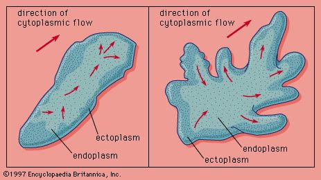 Locomotion Walking Running Jumping Britannica