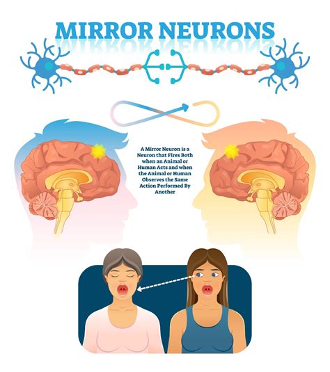 Human Mirror Neuron System
