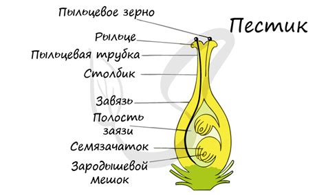 Покрытосеменные подготовка к ЕГЭ по биологии