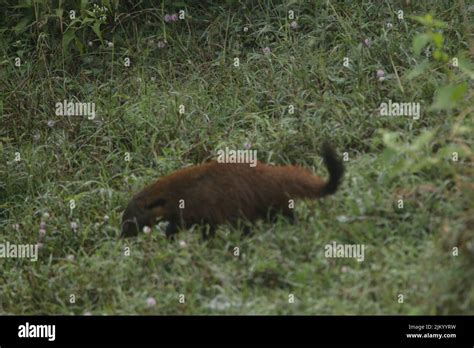 Mongoose Of India Hi Res Stock Photography And Images Alamy