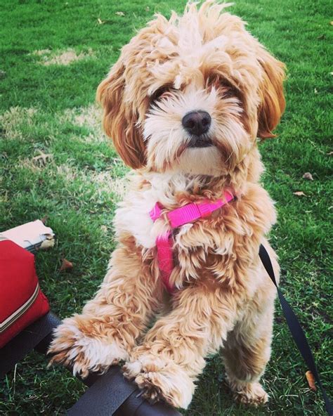 Shih Poo Full Grown