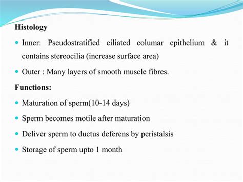 Ducts And Glands Of Male Reproductive System Part 2 Pptx