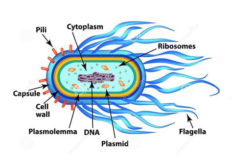 Plasmid Insights Ias Simplifying Upsc Ias Exam Preparation