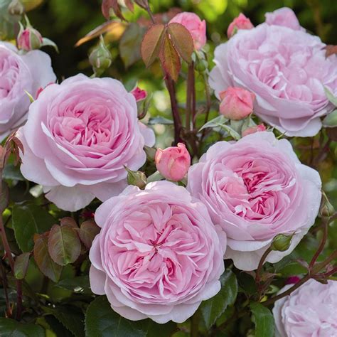 Rose Olivia Rose Austin® White Flower Farm
