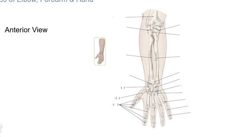 Bones Of Forearm Diagram Quizlet