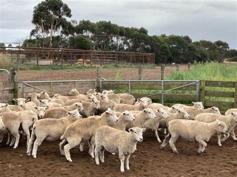 Lot 748 100 Mixed Sex Lambs Auctionsplus