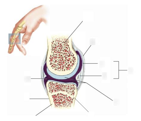simple synovial joint diagram quizlet