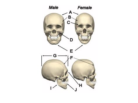 Forensic Anthropology And Odontology Ppt Download
