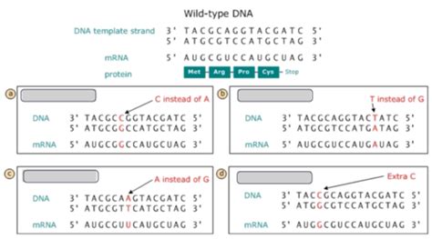 Genetics Week 3 Flashcards Quizlet