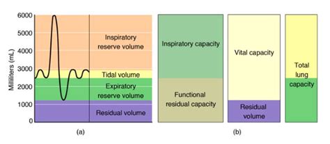 The Process Of Breathing Anatomy And Physiology Ii