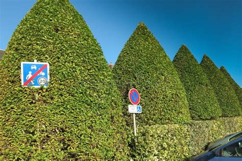 High Hedge Of An Interesting Shape Stock Image Image Of Cone Green